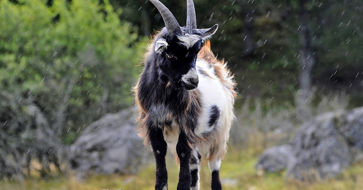 Geten, en glömd idisslare med oanade resurser - Äkta vara Sverige